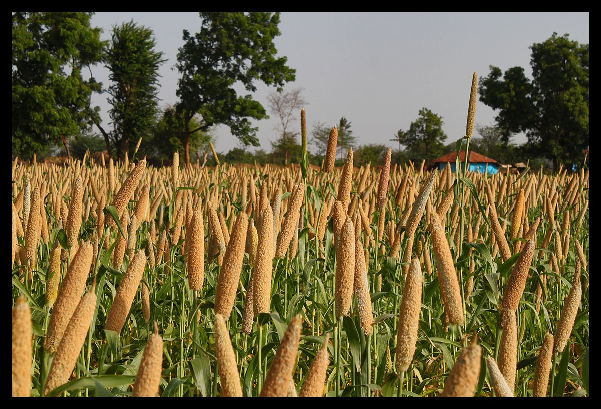 मिलेट्स: आधुनिक आरोग्यासाठी प्राचीन धान्य - agmarathi.in